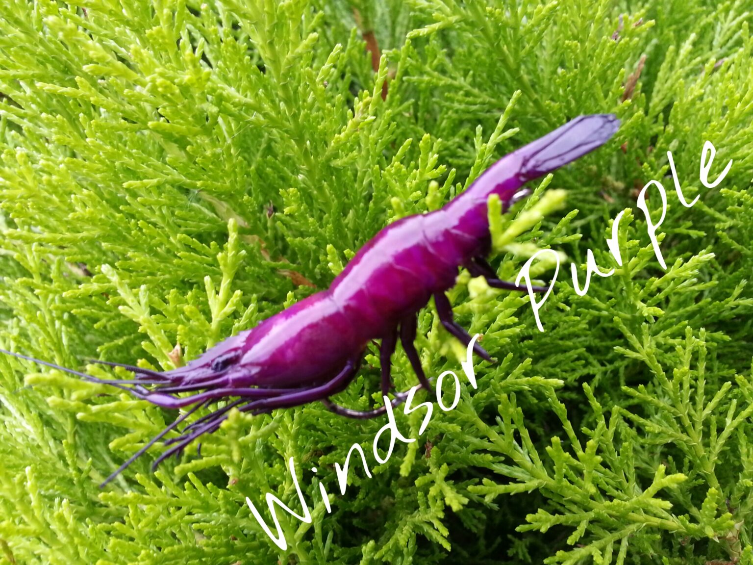 Windsor Purple » PurpleWhiskers